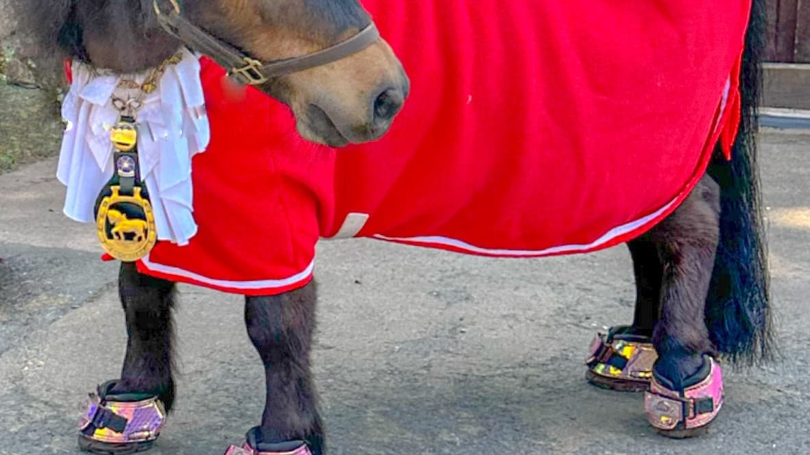 patrick the shetland